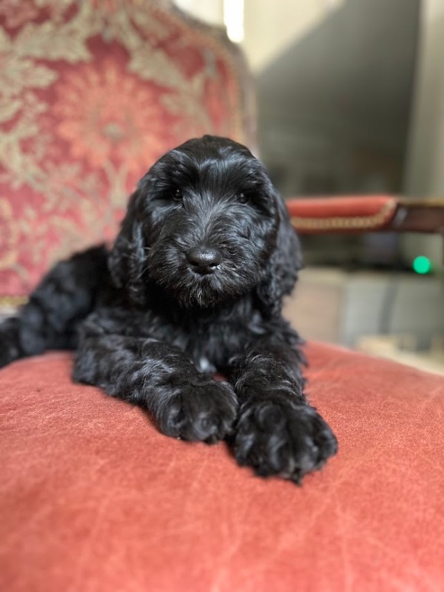 Available Puppies – Neverland Doodles